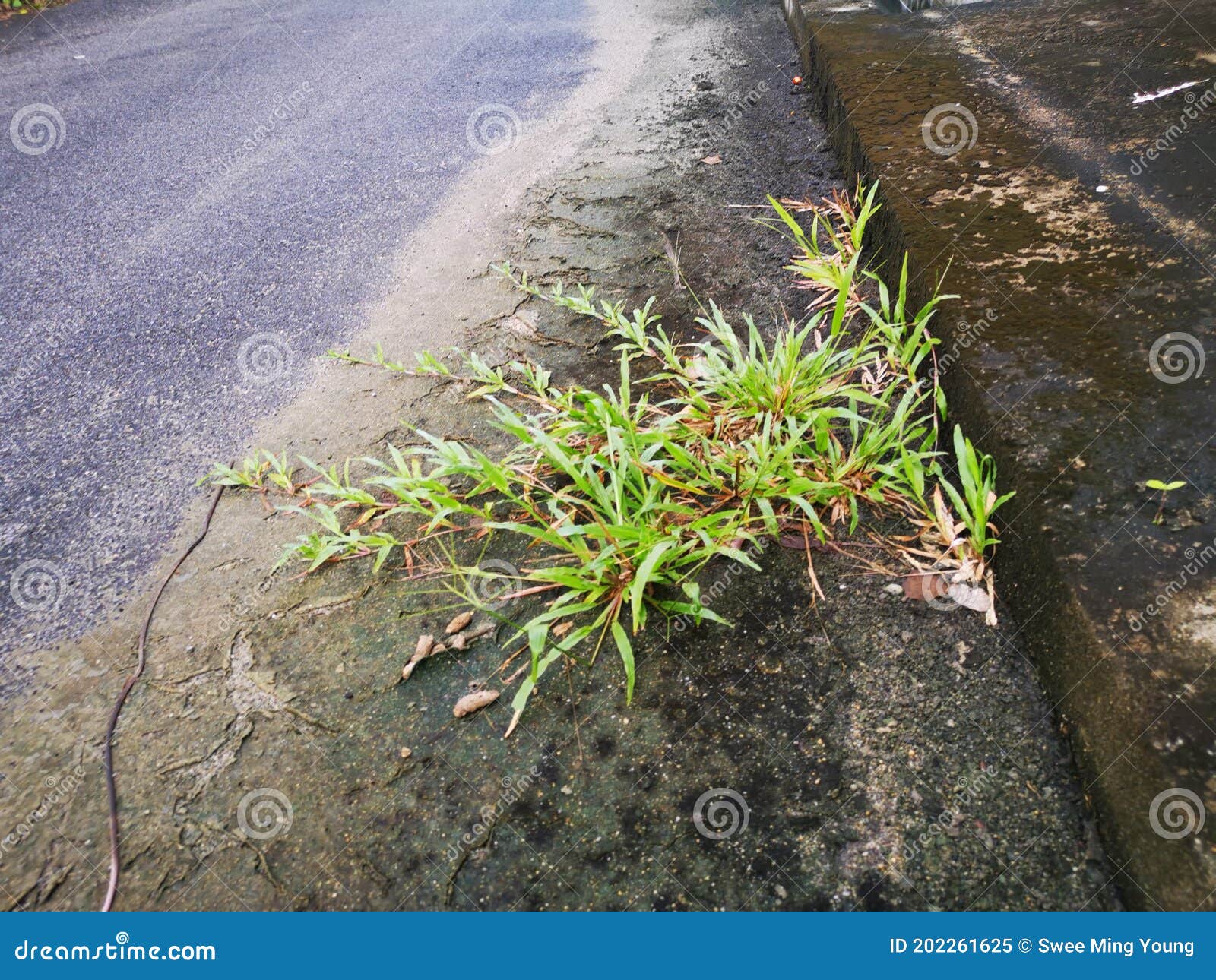 Wild Axonopus Compressus Grass Grows By The Roadside. Stock Photo ...