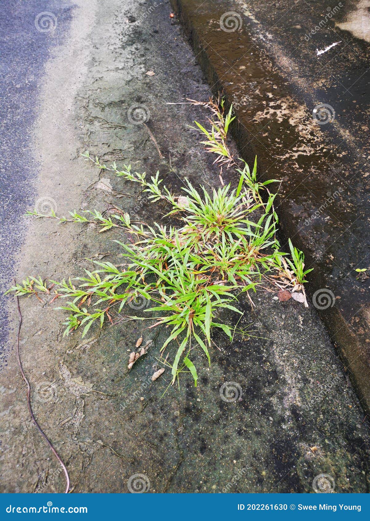 Wild Axonopus Compressus Grass Grows by the Roadside. Stock Photo ...