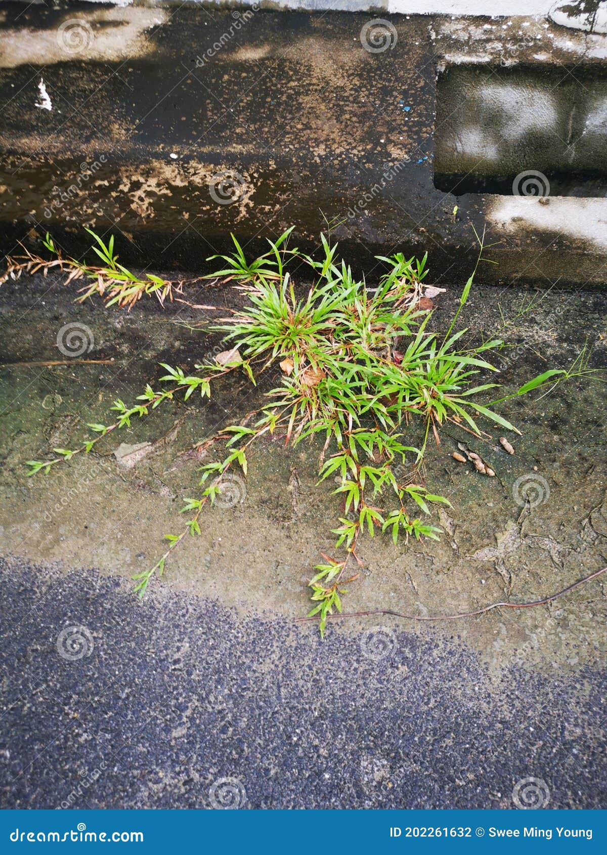 Wild Axonopus Compressus Grass Grows by the Roadside. Stock Photo ...