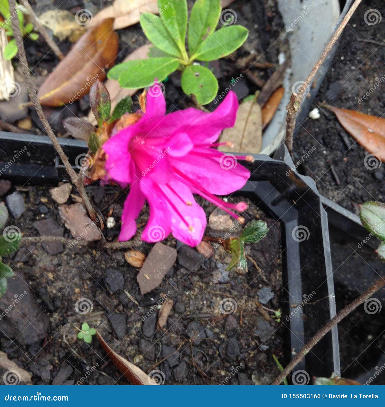 Wild Azalea Dwarf Mini Double Pygmy Azalea Stock Photo - Image of ...