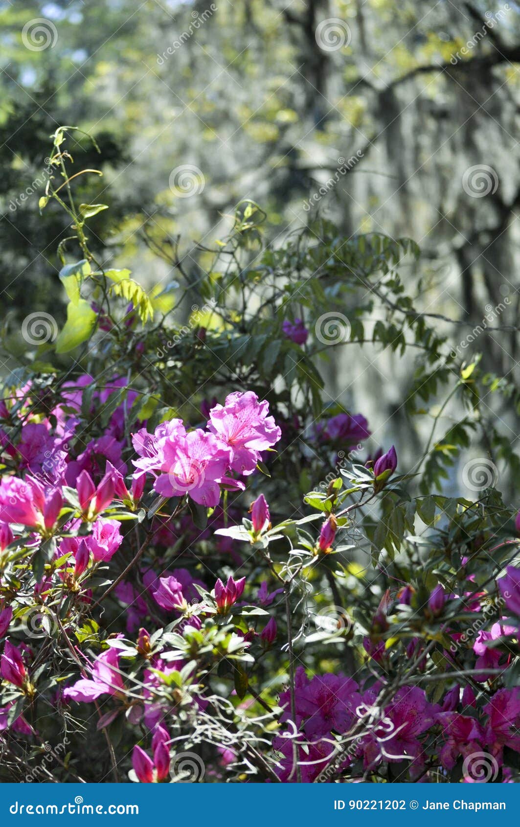 Wild azalea stock photo. Image of field, springs, roses - 90221202