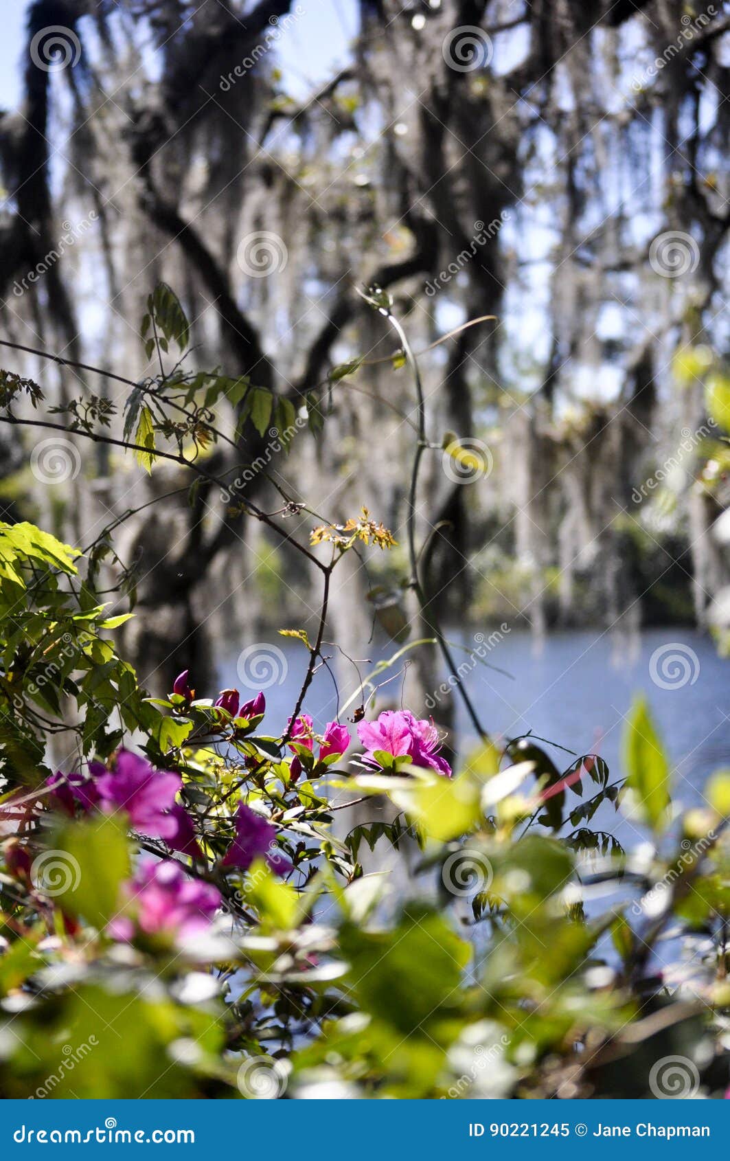 Wild azaleas in the swamp stock image. Image of swamp - 90221245