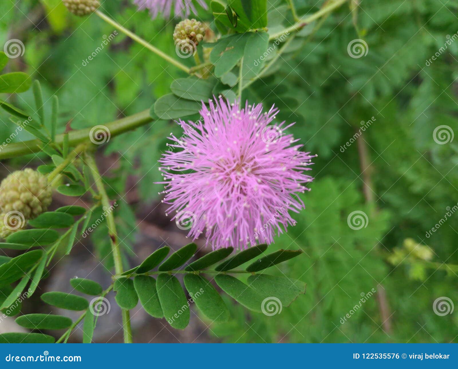 Babool Flower Stock Photos - Free & Royalty-Free Stock Photos from ...