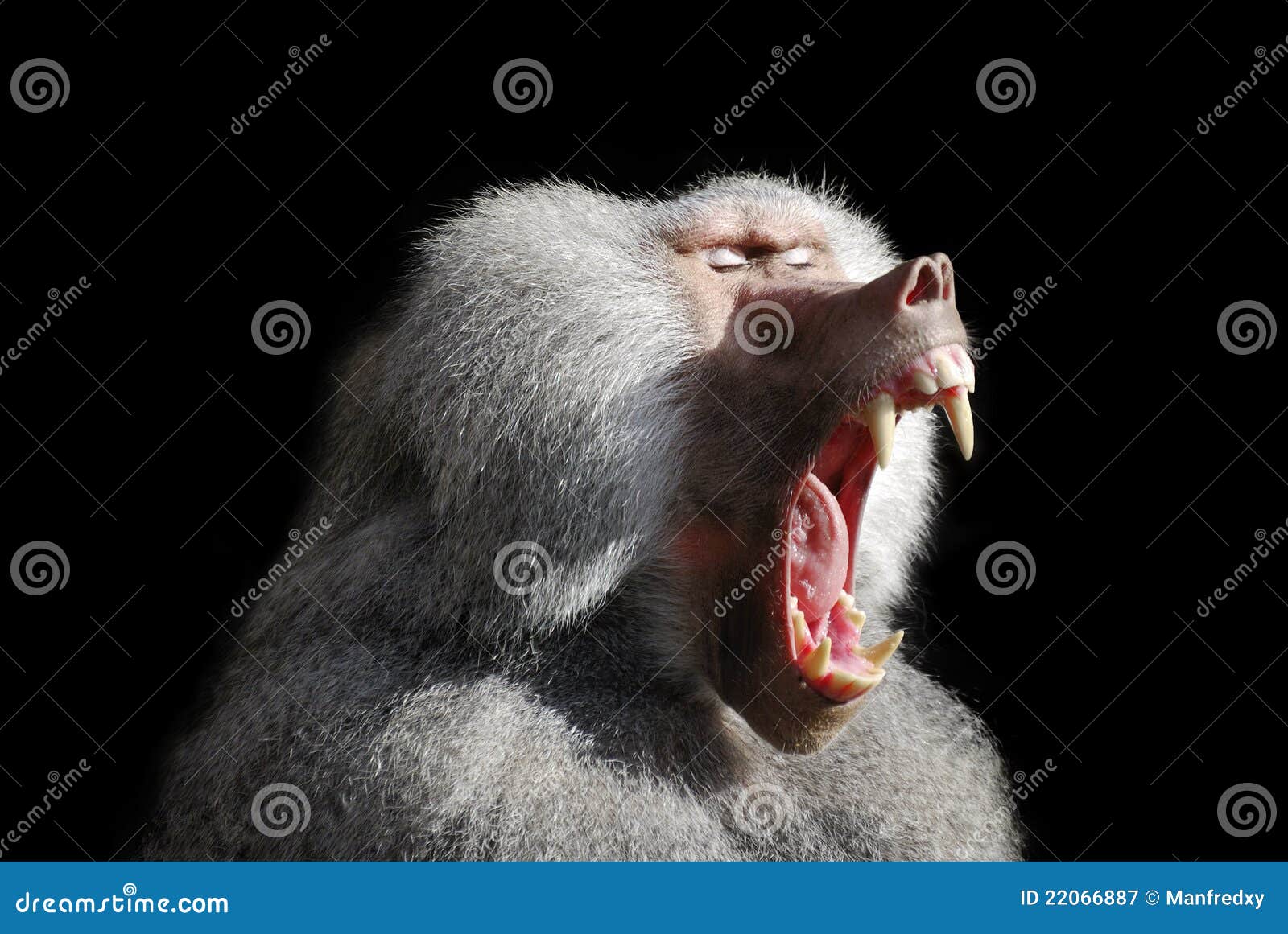 Wild baboon stock image. Image of mouth, open, dangerous - 22066887