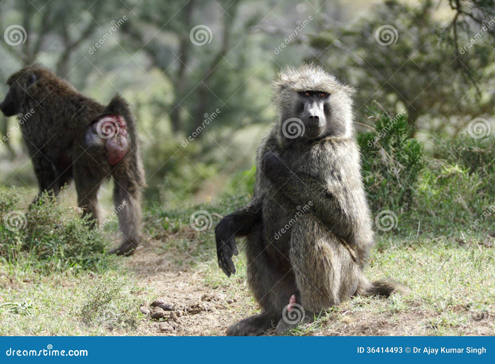 Wild Baboons stock image. Image of calluses, baboon, barren - 36414493