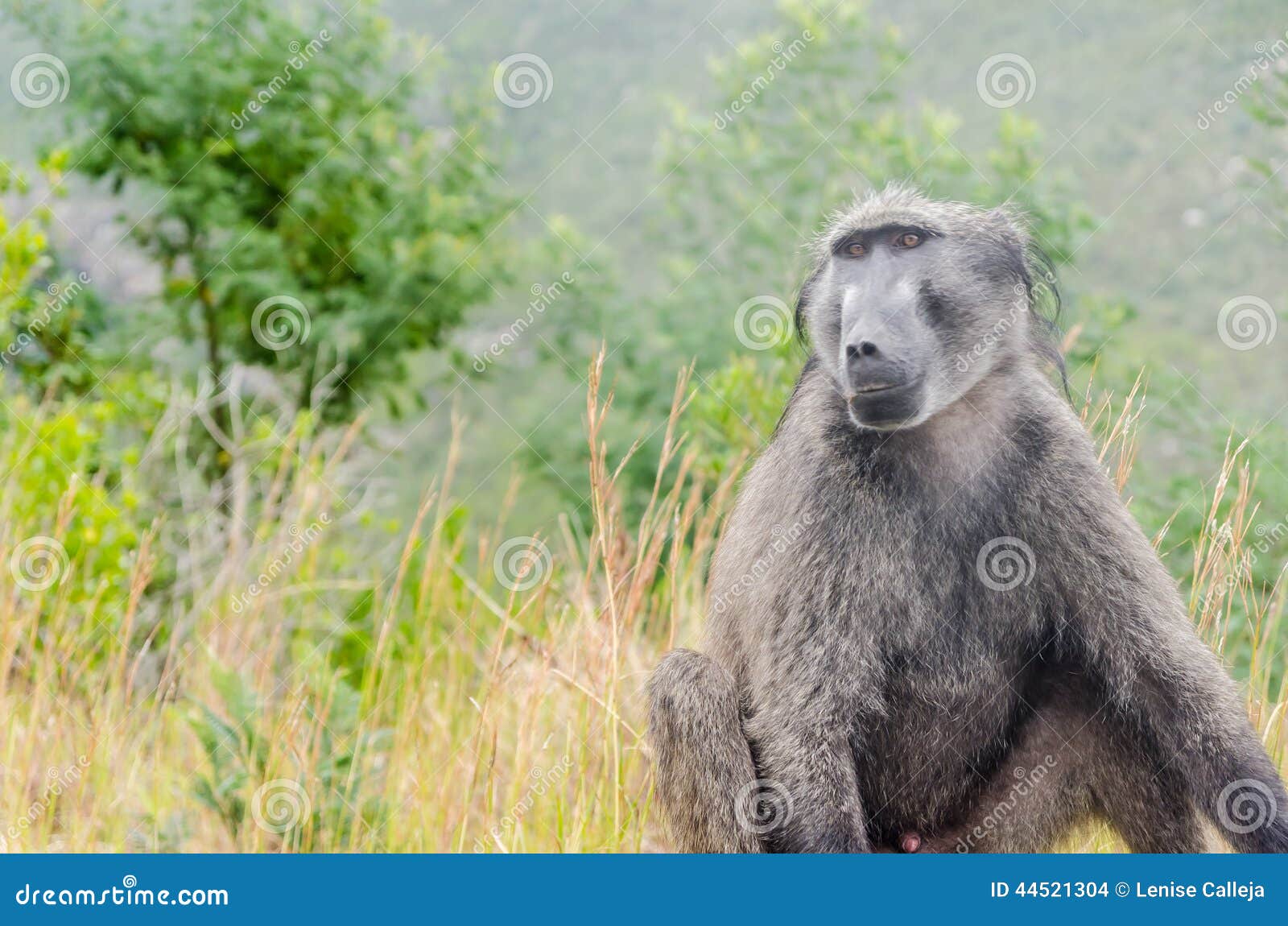 Wild Baboons in South Africa Stock Photo - Image of life, close: 44521304