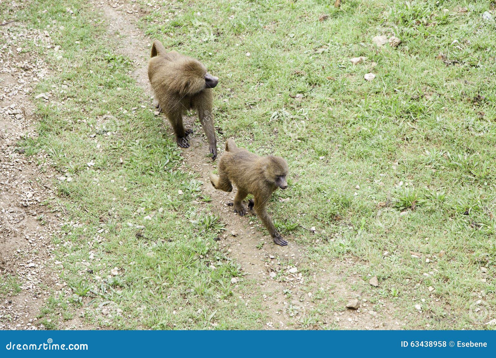Wild baboons in the wild stock photo. Image of brown - 63438958