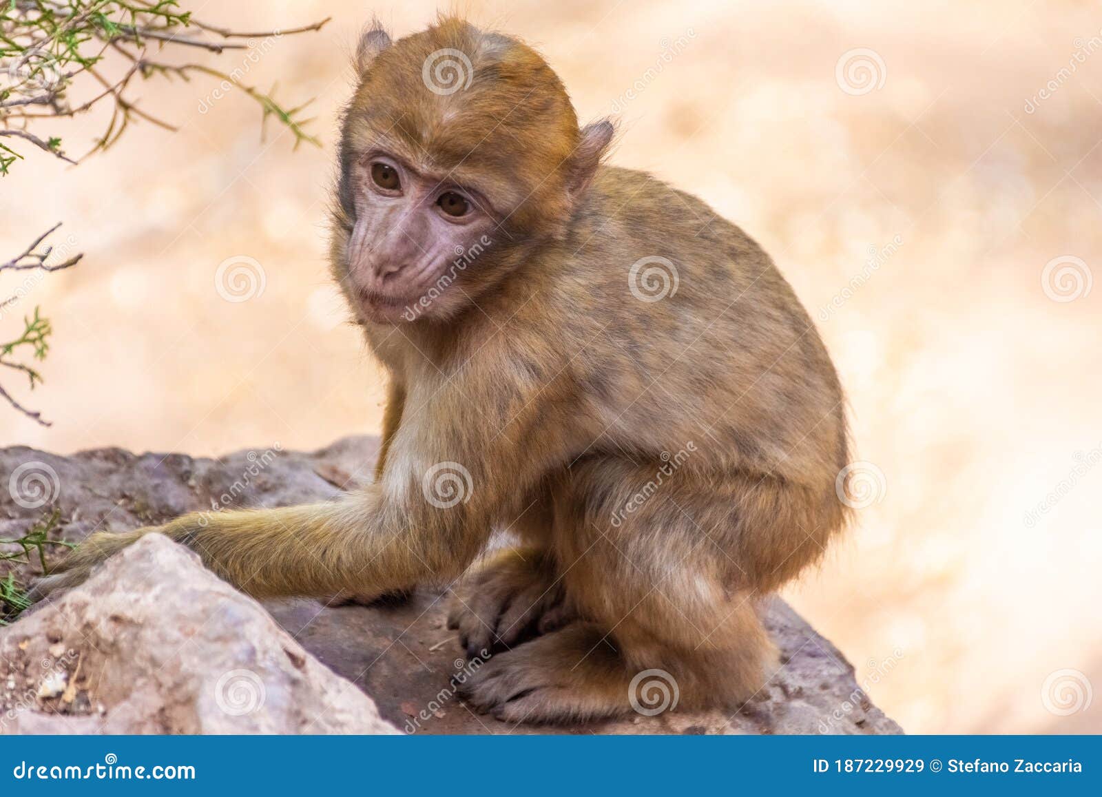 Wild Baby Barbary Monkey in Morocco Stock Image - Image of ...