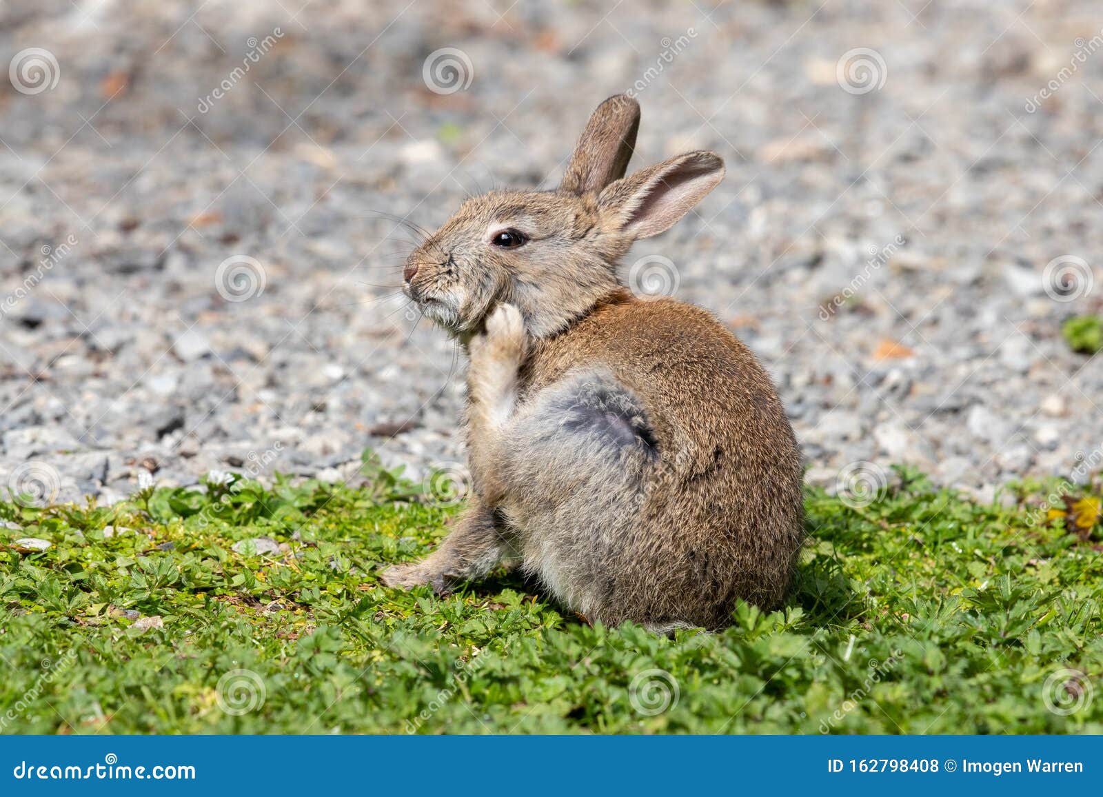 Wild Baby Bunny Rabbit stock photo. Image of avian, fauna - 162798408