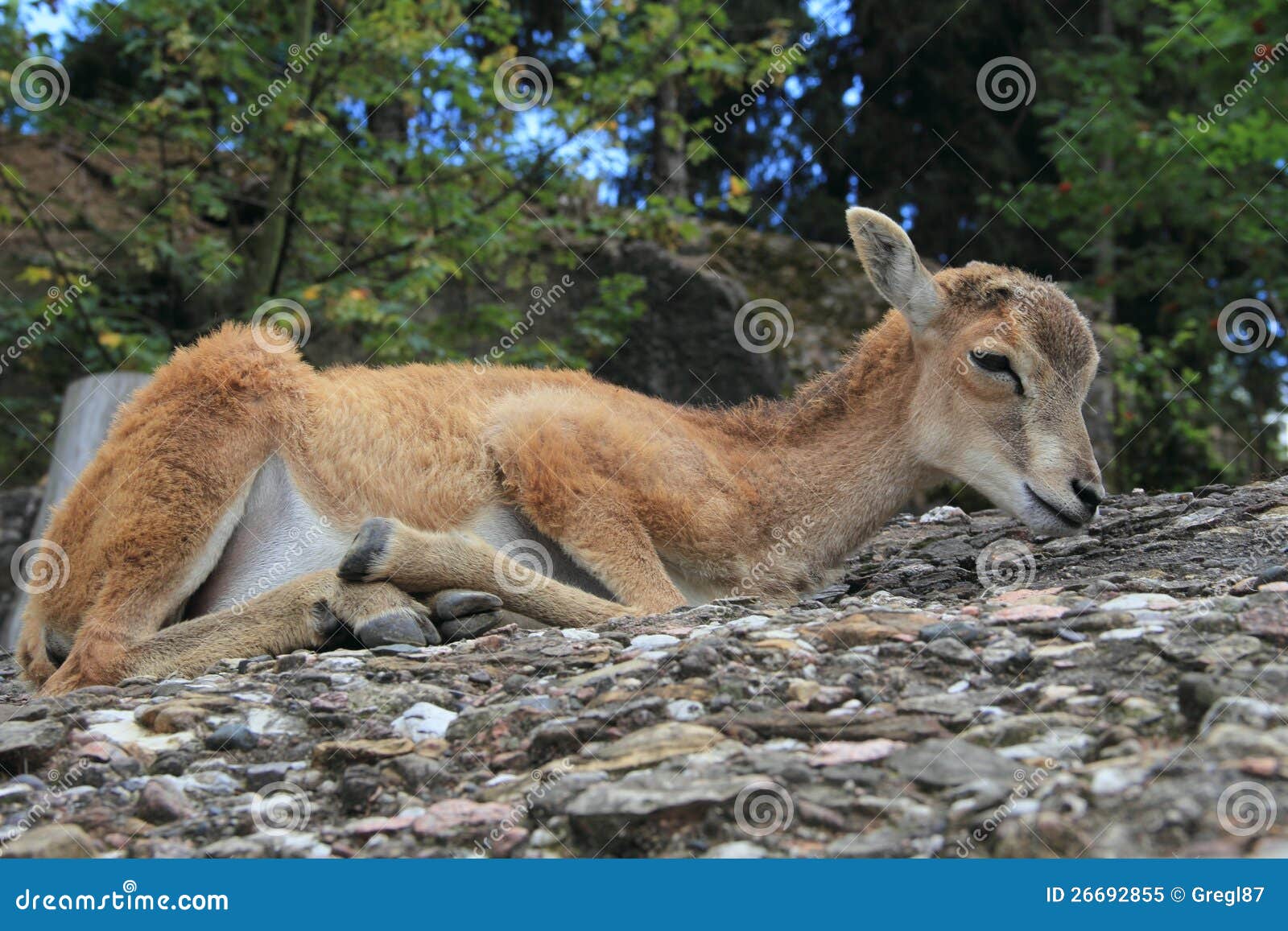 Wild baby deer stock image. Image of small, brown, creature - 26692855