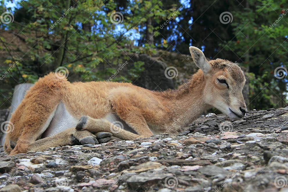 Wild baby deer stock image. Image of small, brown, creature - 26692855