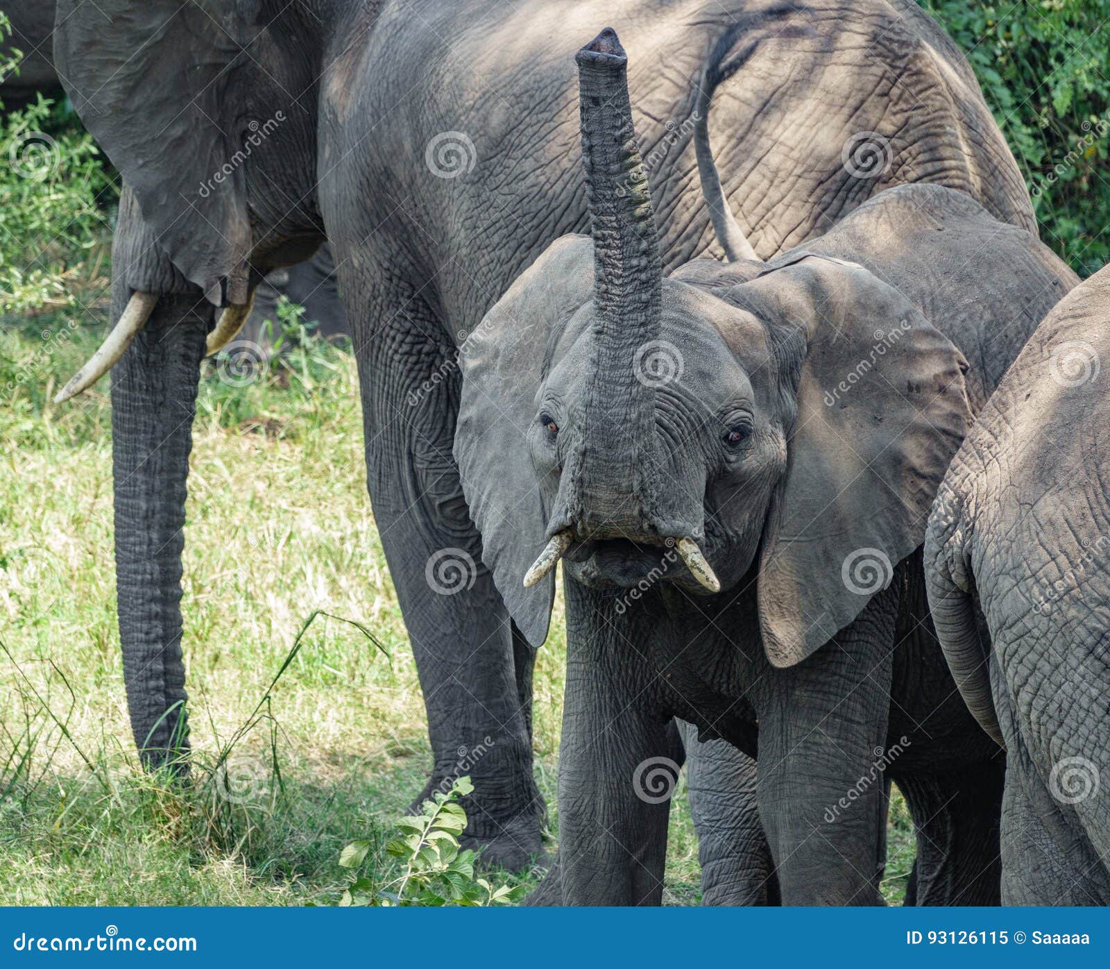 Wild Baby Elephant with Trunk Up Stock Image - Image of bush, back ...
