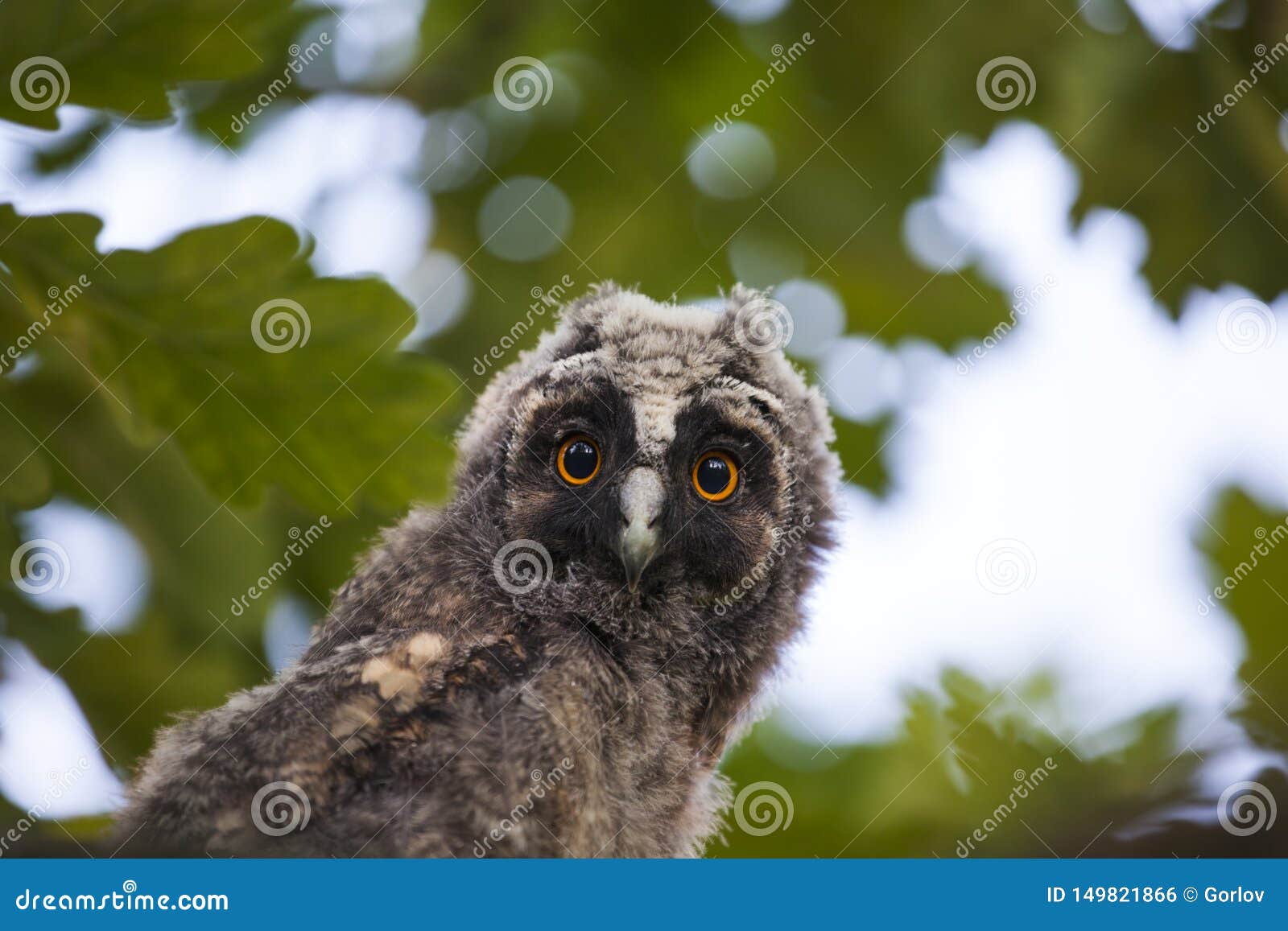 Wild Baby Owl Tree Background Stock Photo - Image of birds, callow ...