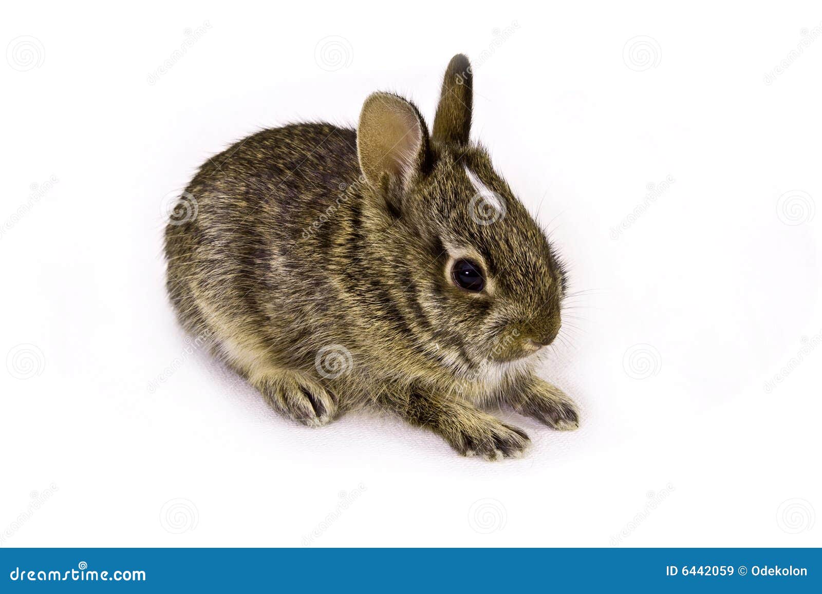 Wild baby rabbit stock image. Image of home, small, little - 6442059