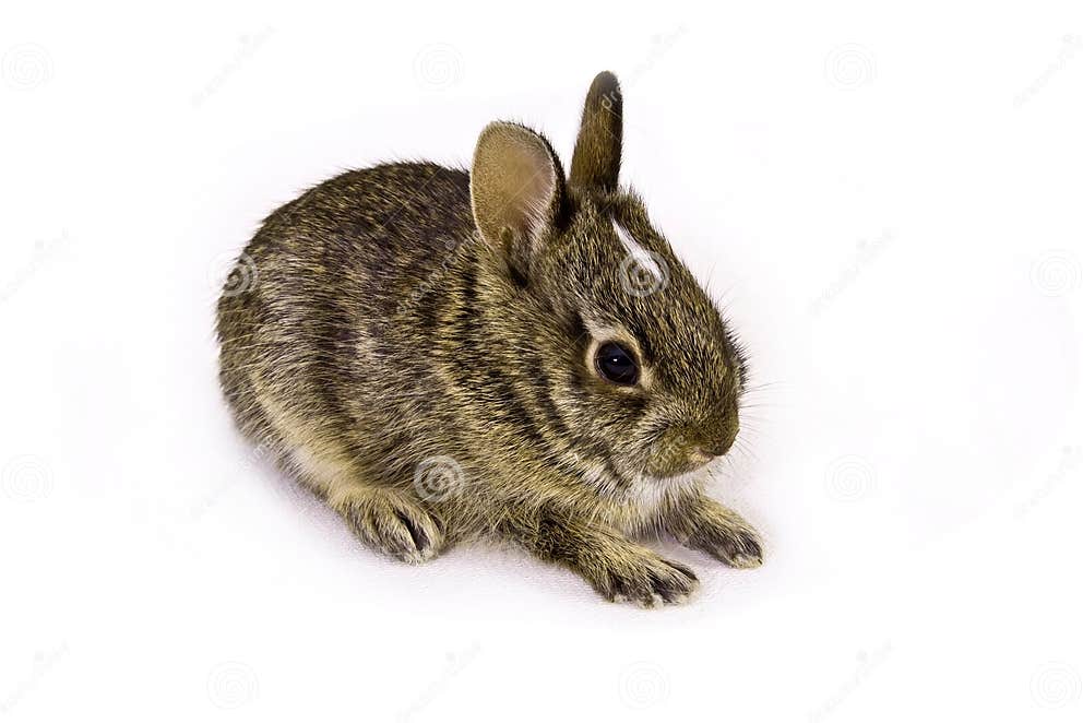 Wild baby rabbit stock image. Image of home, small, little - 6442059