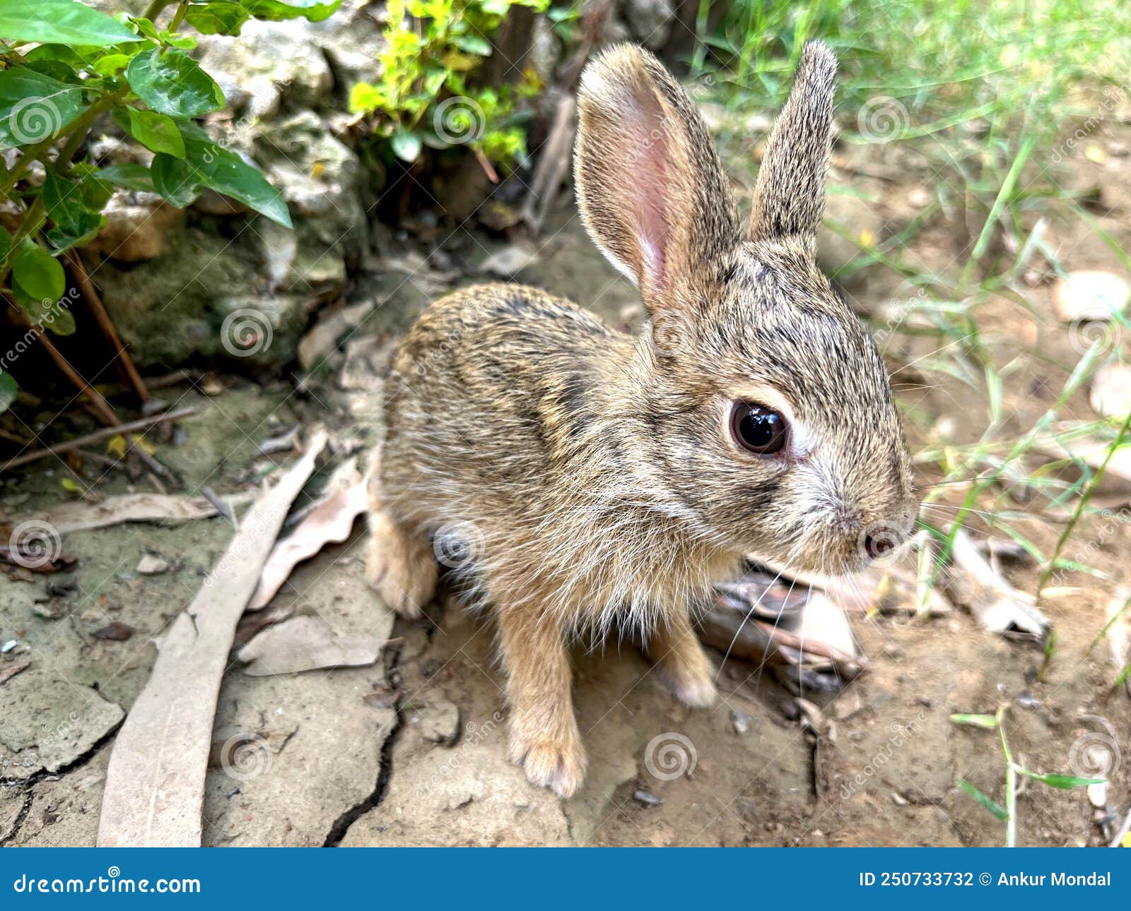 Wild Baby Rabbit Closeup Picture Stock Photo - Image of garden, small ...