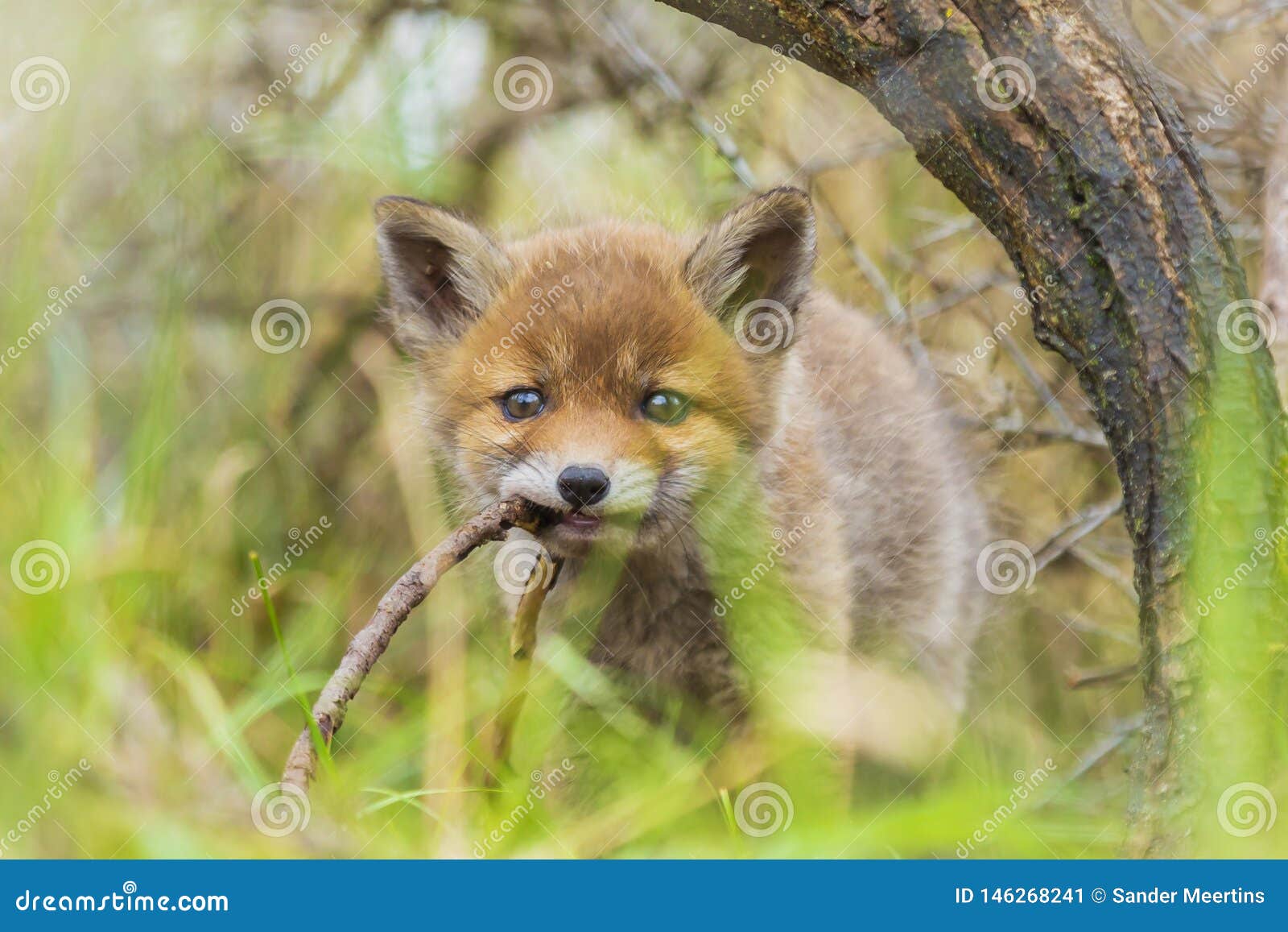 Wild Baby Red Fox Cub Vulpes Vulpes Stock Image - Image of focus, grass ...