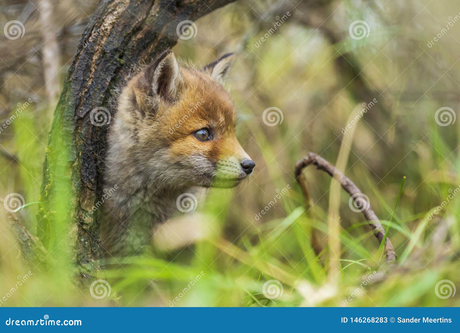 Wild Baby Red Fox Cub Vulpes Vulpes Stock Image - Image of discover ...