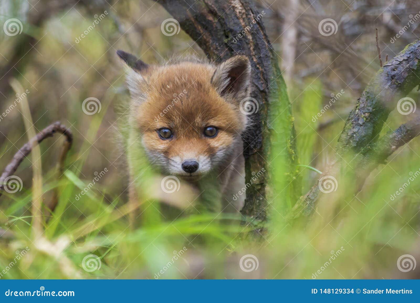 Wild Baby Red Fox Cub Vulpes Vulpes Stock Photo - Image of europe ...