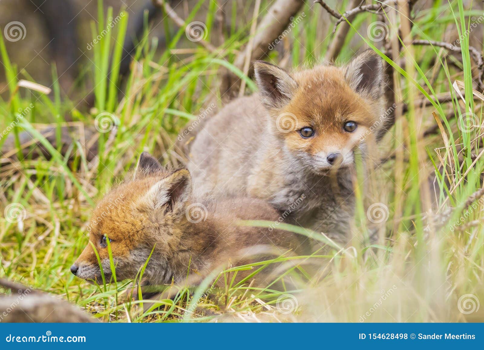 Wild Baby Red Fox Cub Vulpes Vulpes Stock Photo - Image of discover ...