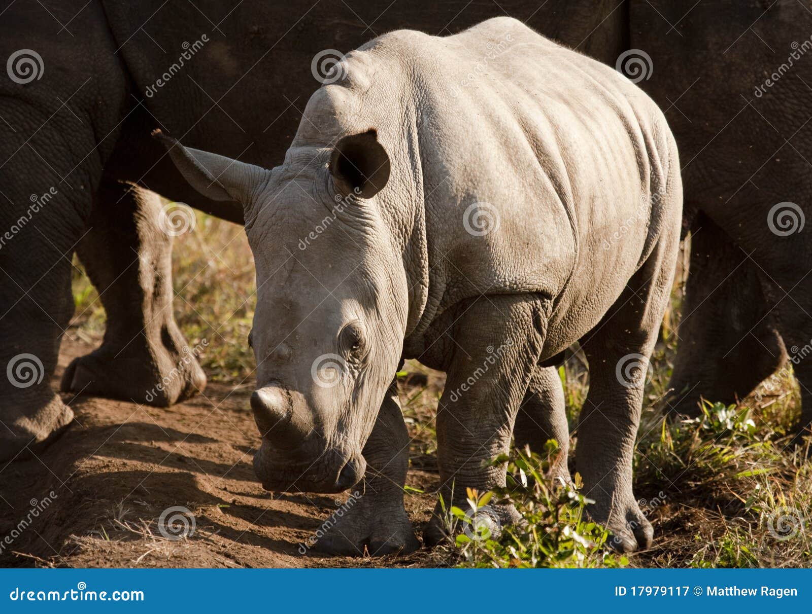 Wild Baby Rhinoceros in Sunlight Stock Image - Image of herbivore ...