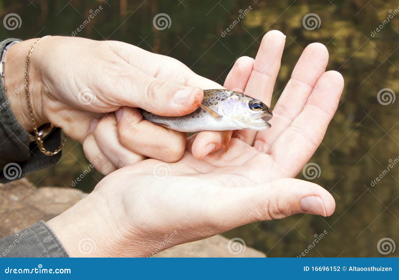 Wild baby trout stock photo. Image of fish, science, rainbow - 16696152