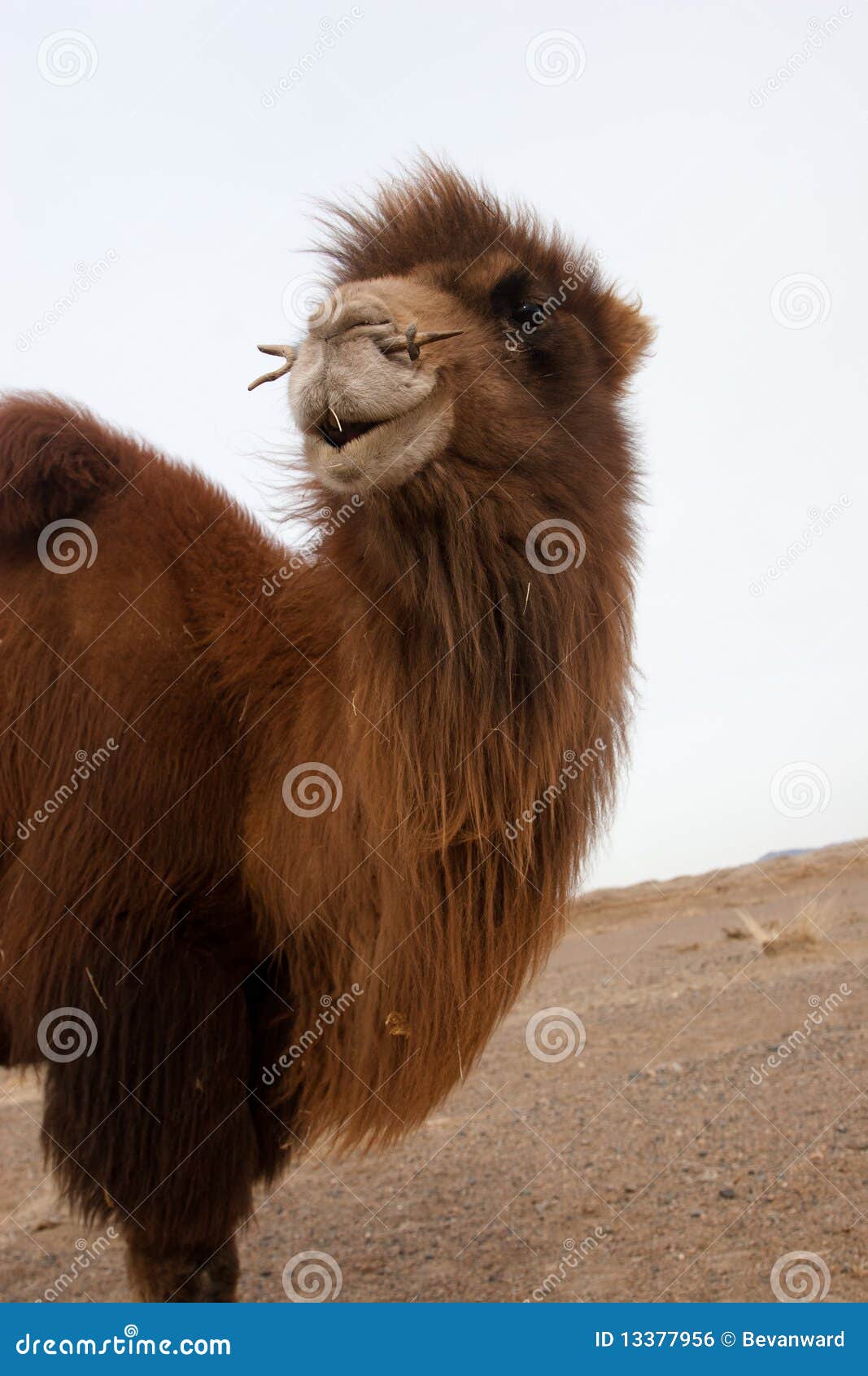 Wild bactrian camel stock photo. Image of bactrian, winter - 13377956