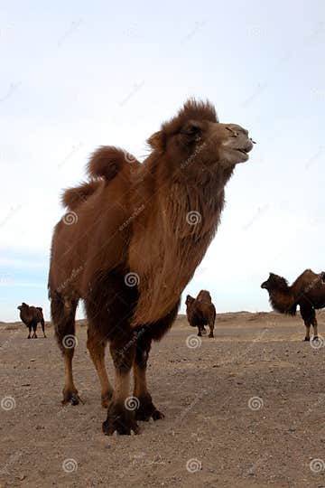 Wild bactrian camel stock image. Image of traditional - 13378061