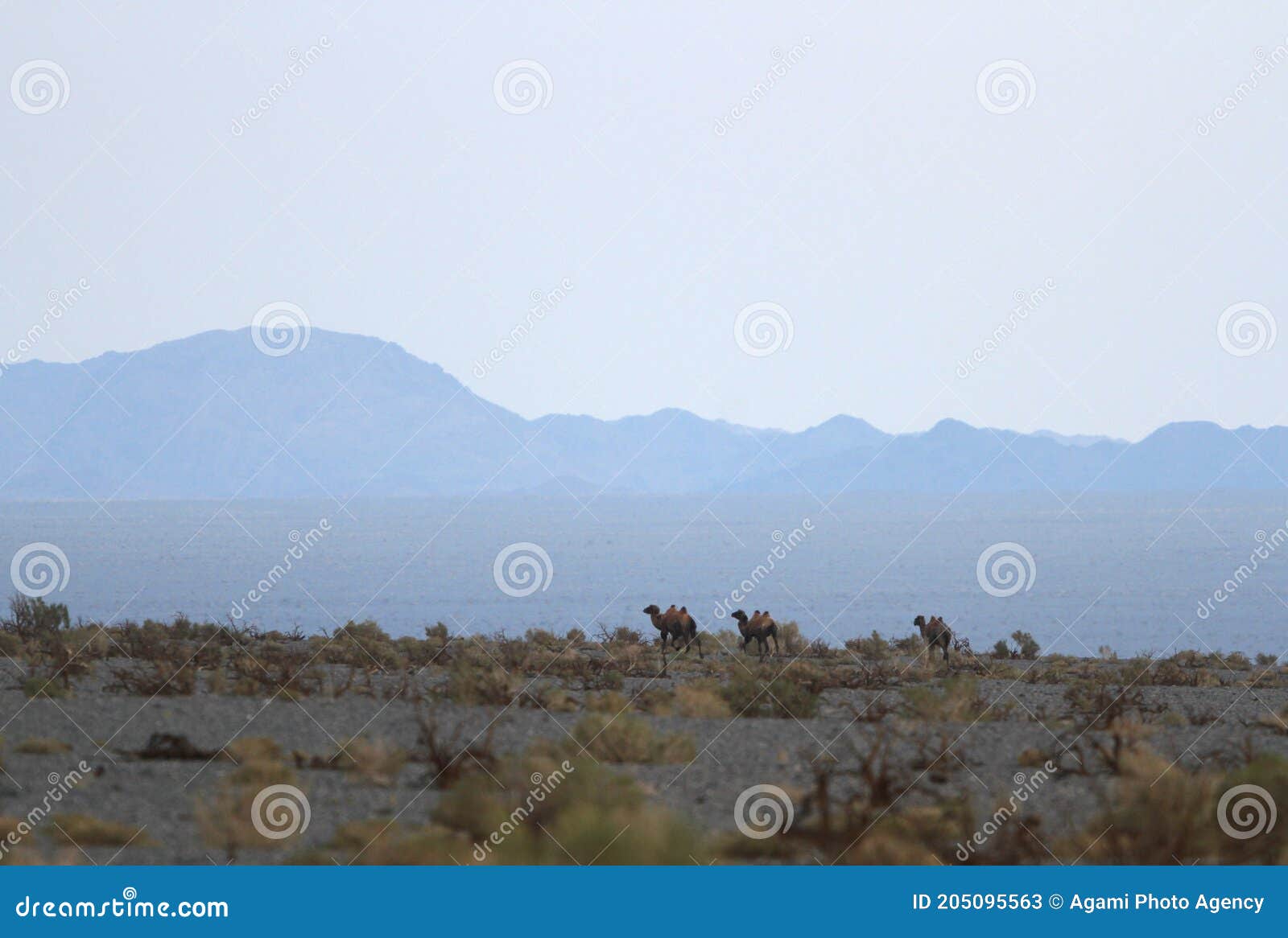 Wild Bactrian Camel, Camelus Ferus Stock Image - Image of ferus, desert ...