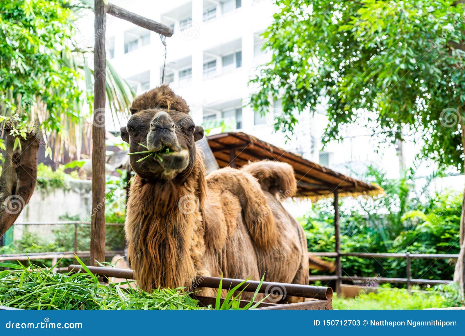 Wild bactrian camel stock image. Image of brown, mongolia - 150712703
