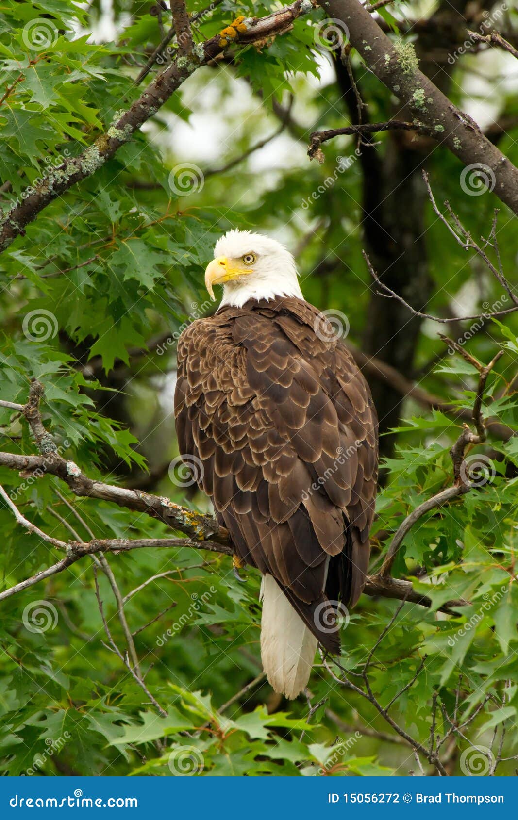 Wild Bald Eagle Perched in Tree Stock Photo - Image of travel, perched ...