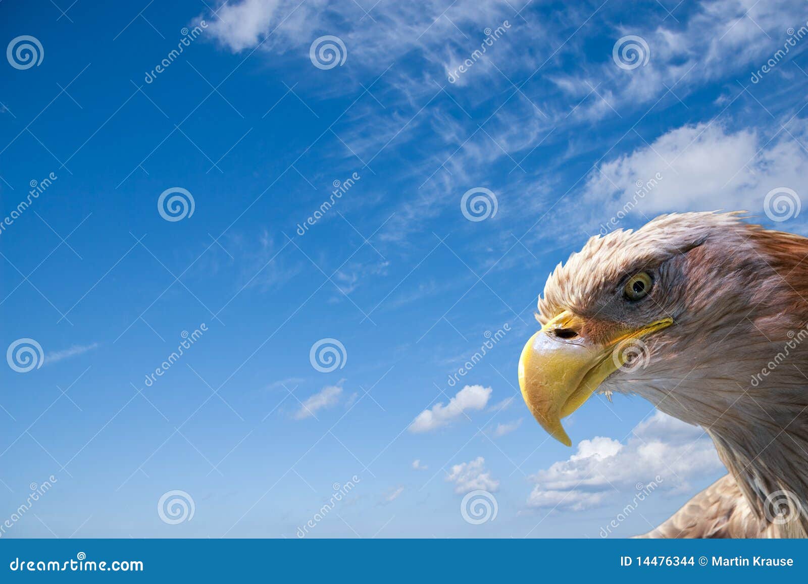 Wild Bald Eagle with Room for Text Stock Photo - Image of nature ...