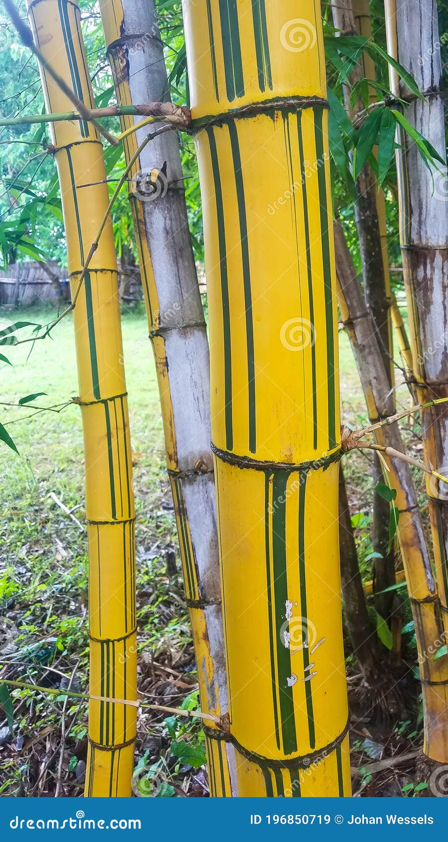 Wild Bamboo Growing in Malawi Stock Image - Image of growth, bamboo ...