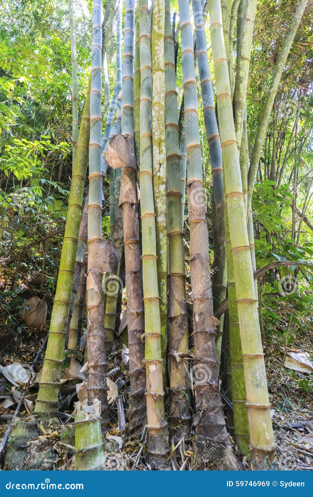 Wild bamboo stock image. Image of spring, forest, garden - 59746969