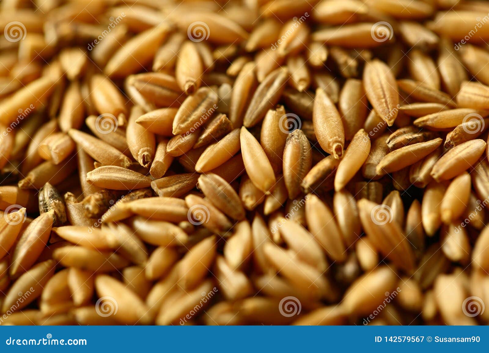 Wild Bamboo Rice- Macro Image Stock Image - Image of fashion, bamboo ...