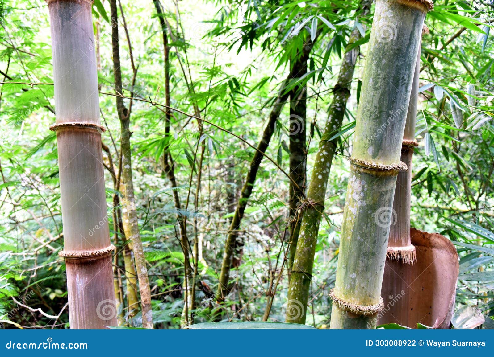 Wild Bamboo Tree Growth in the Jungle Stock Photo - Image of hause ...