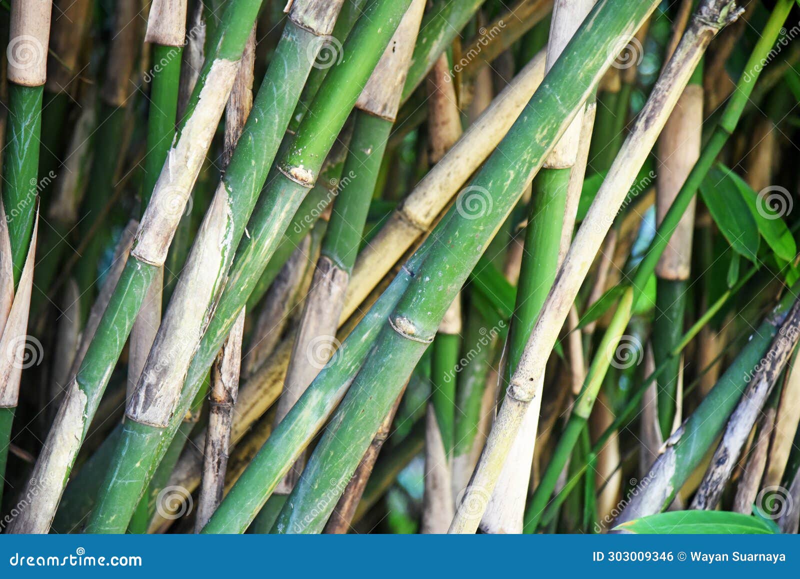 Wild Bamboo Tree Growth in the Jungle Stock Photo - Image of bark ...