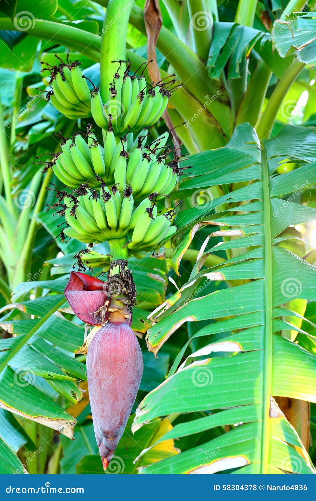 Wild Green Unripe Banana Tree Stock Photo - Image of flower, petals ...