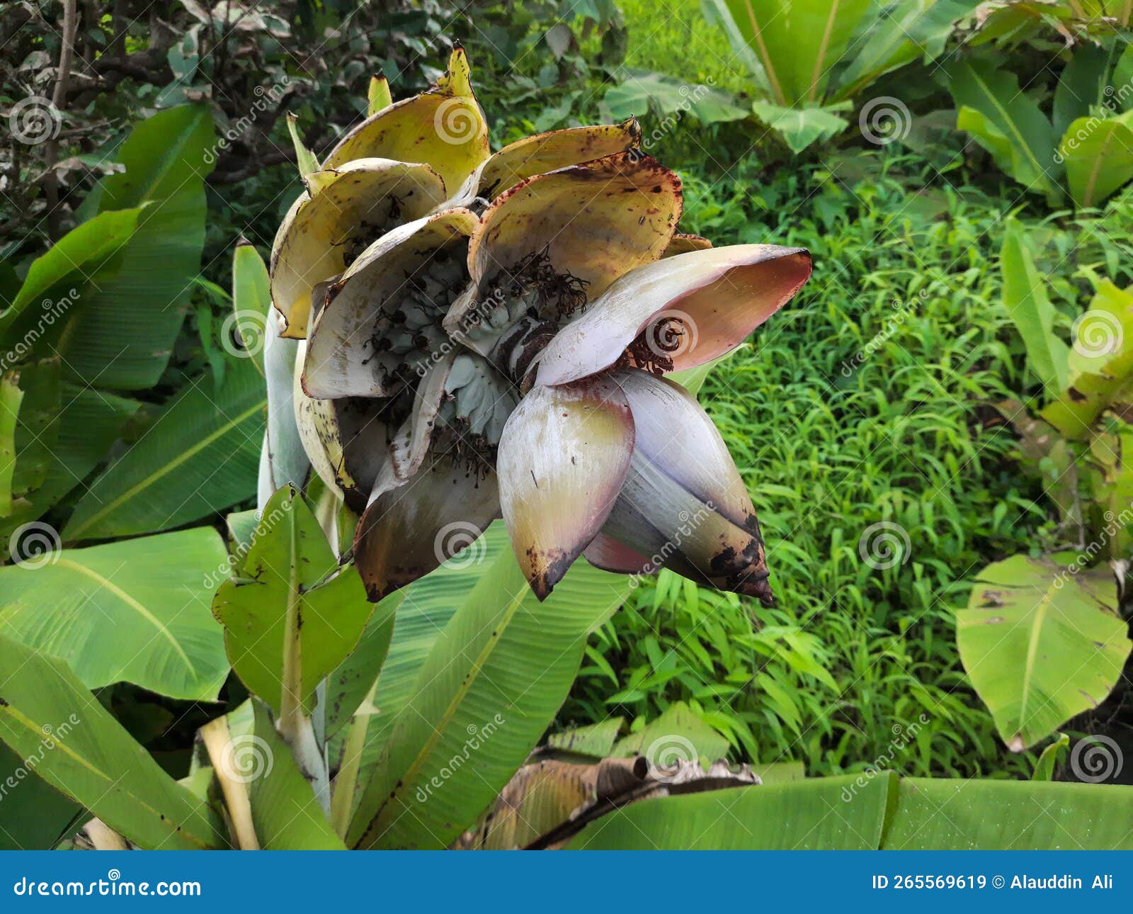 Wild Banana Tree with Banana. Banana Flowers Stock Image - Image of ...