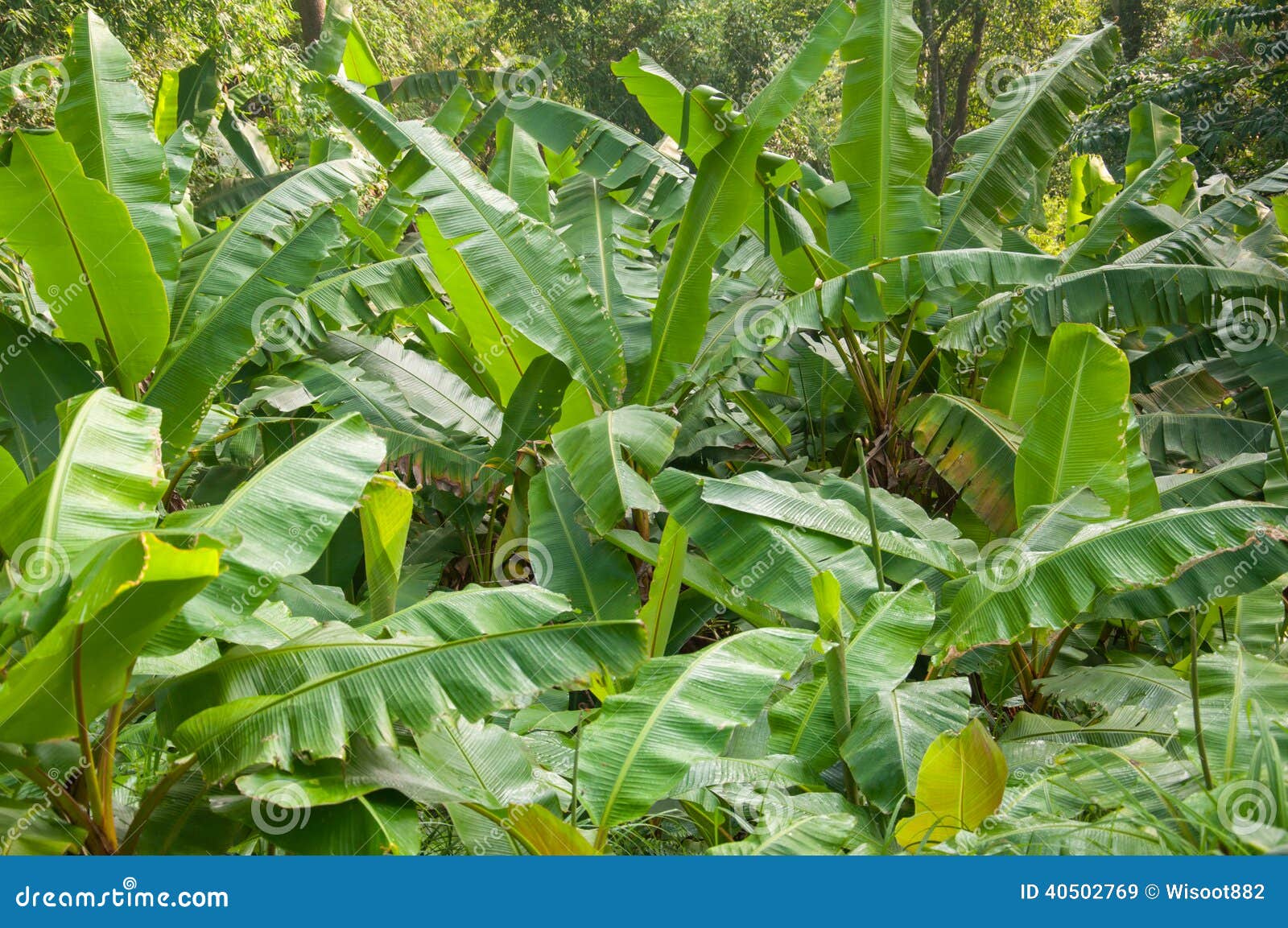 Wild Bananas In A Tree In Sri Lanka Royalty-Free Stock Photography ...