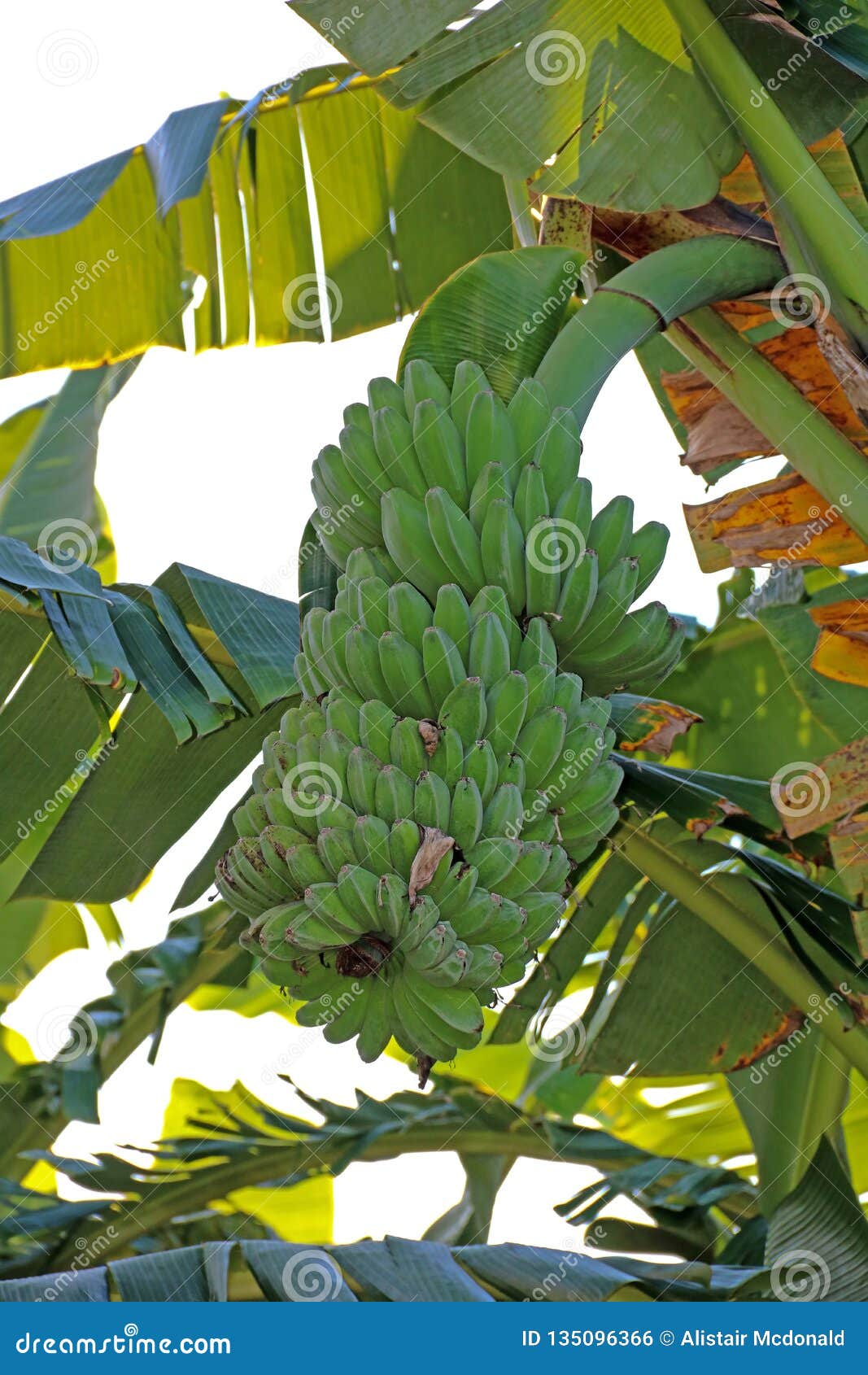 Wild Bananas on Tree stock photo. Image of indigenous - 135096366