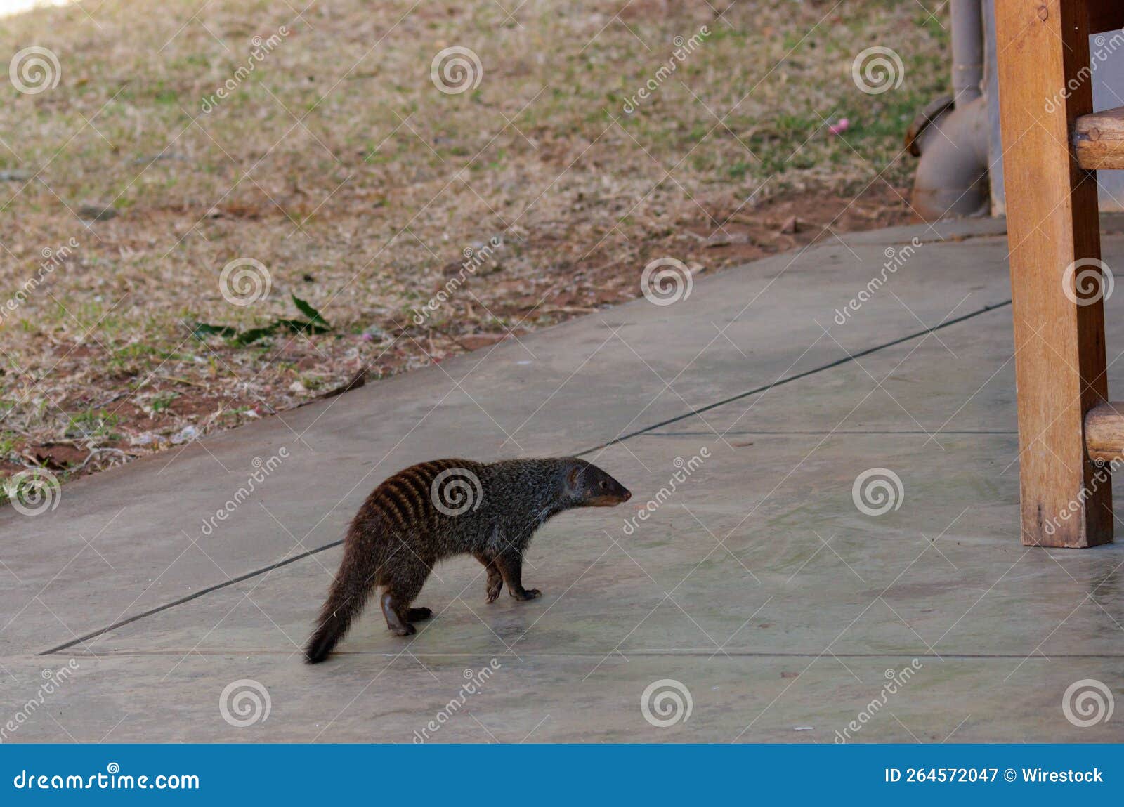 Wild Banded Garden Orb Weaving Weaver Spider - Argiope Trifasciata ...