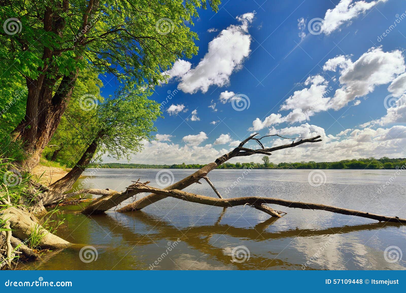 Wild Bank of the River Vistula.Poland. Stock Photo - Image of bough ...
