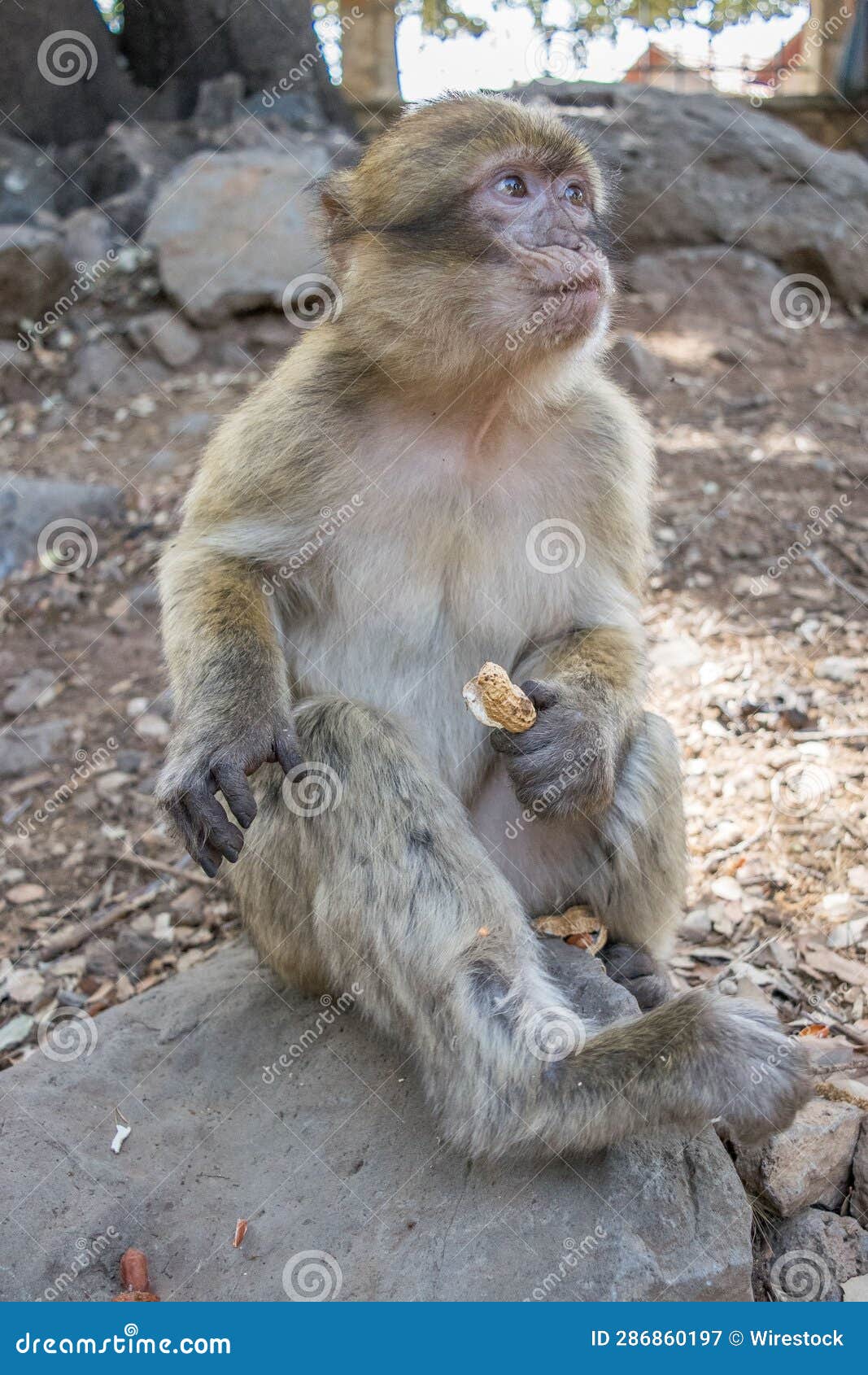 A Wild Barbary Macaque Monkey (Macaca Sylvanus), Waiting for Peanuts ...
