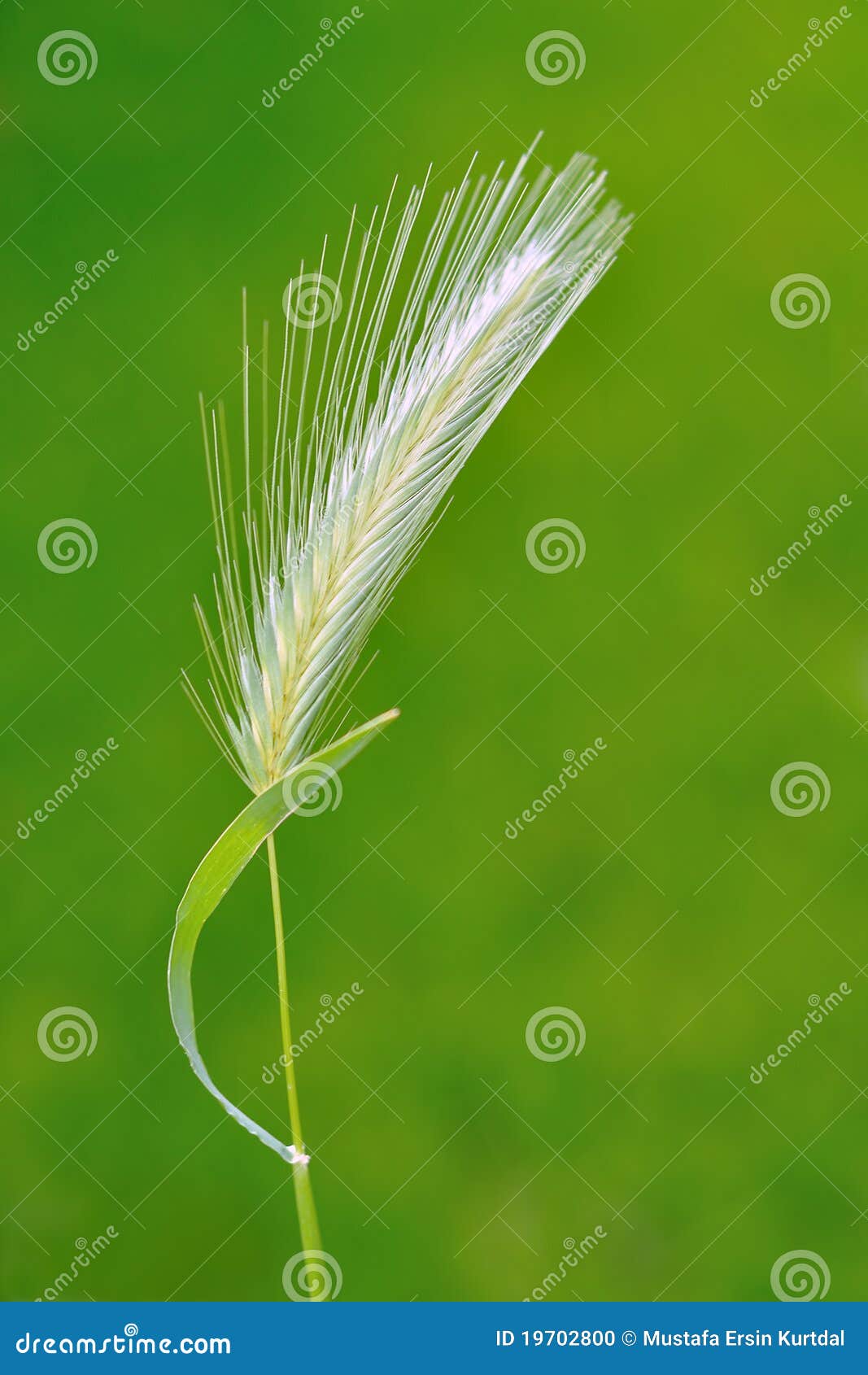 Wild barley stock photo. Image of grass, green, closeup - 19702800