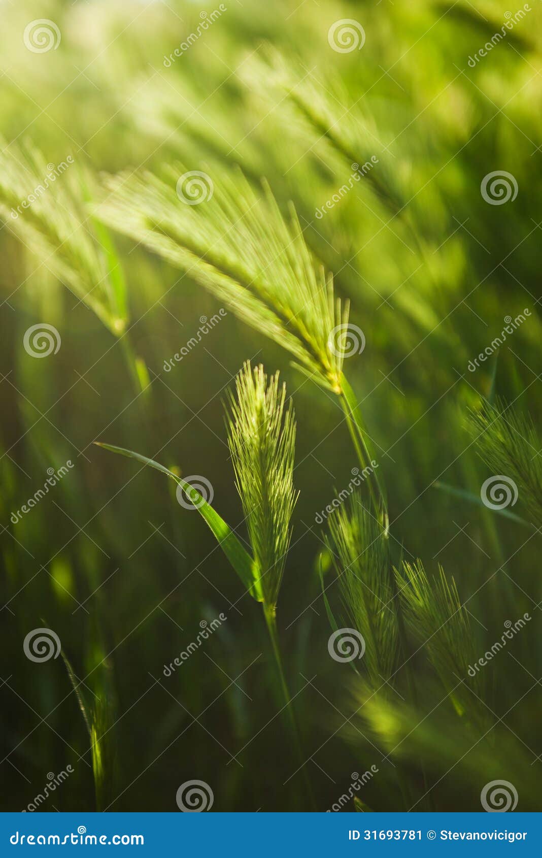 Wild barley stock image. Image of green, rural, spring - 31693781