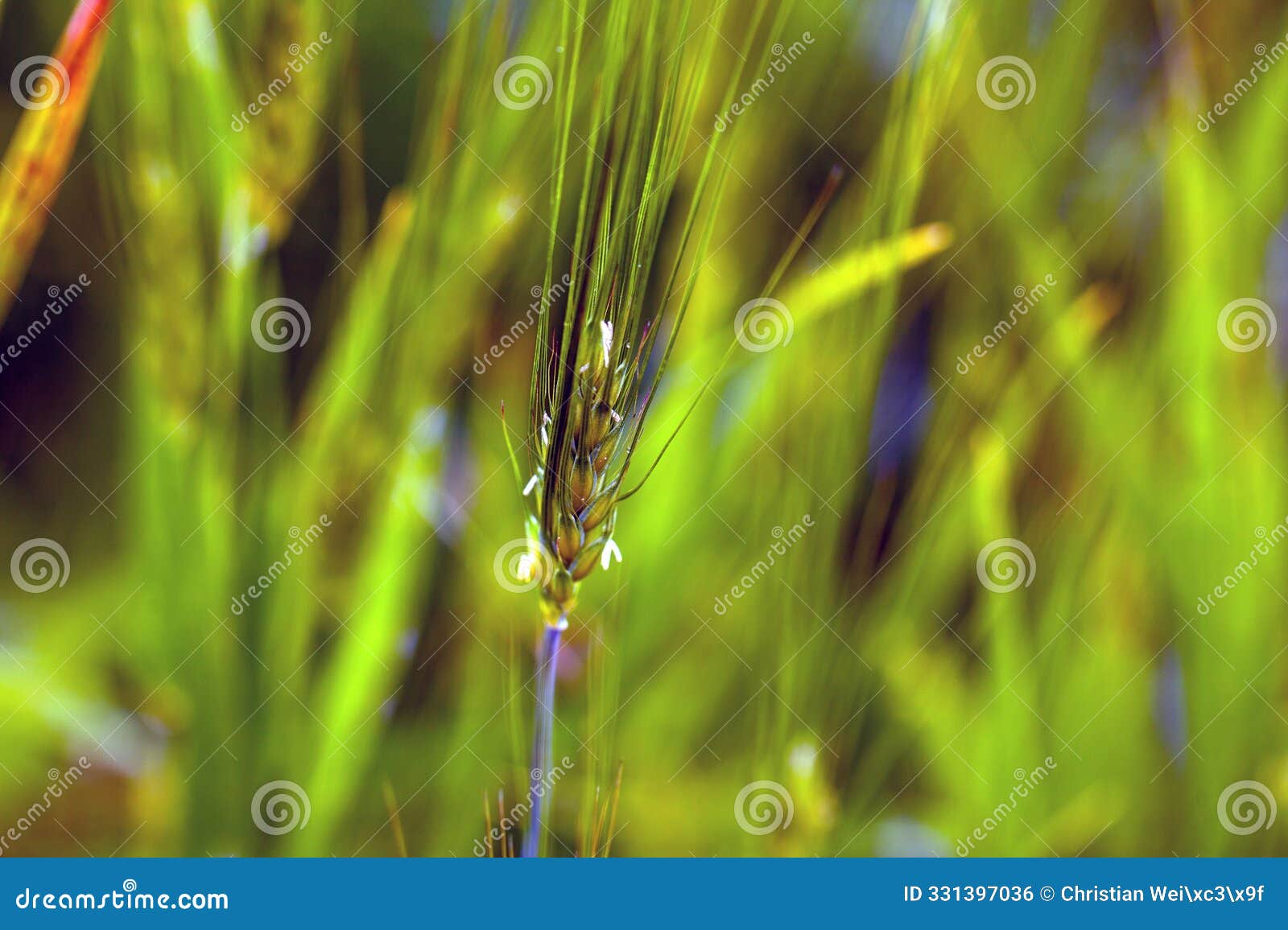 Wild Barley, Hordeum Spontaneum Stock Photo - Image of spontaneum, farm ...