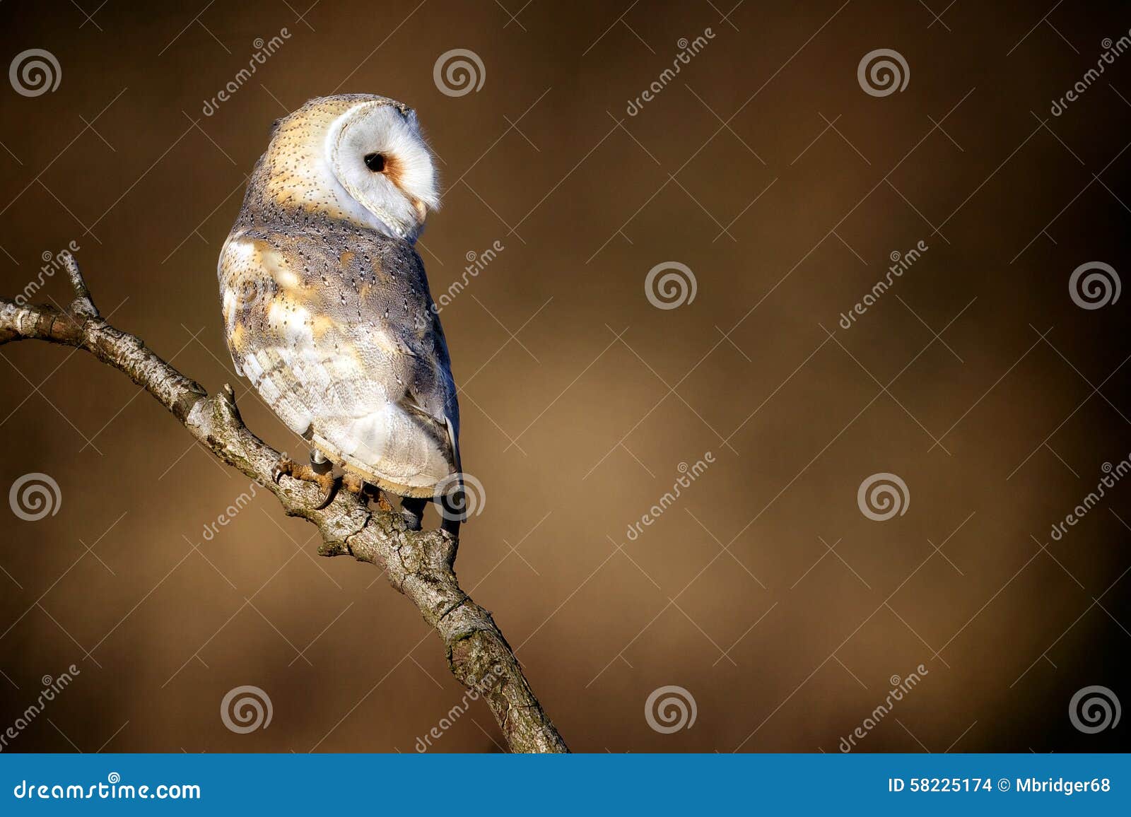 Wild Barn owl stock photo. Image of natural, endangered - 58225174