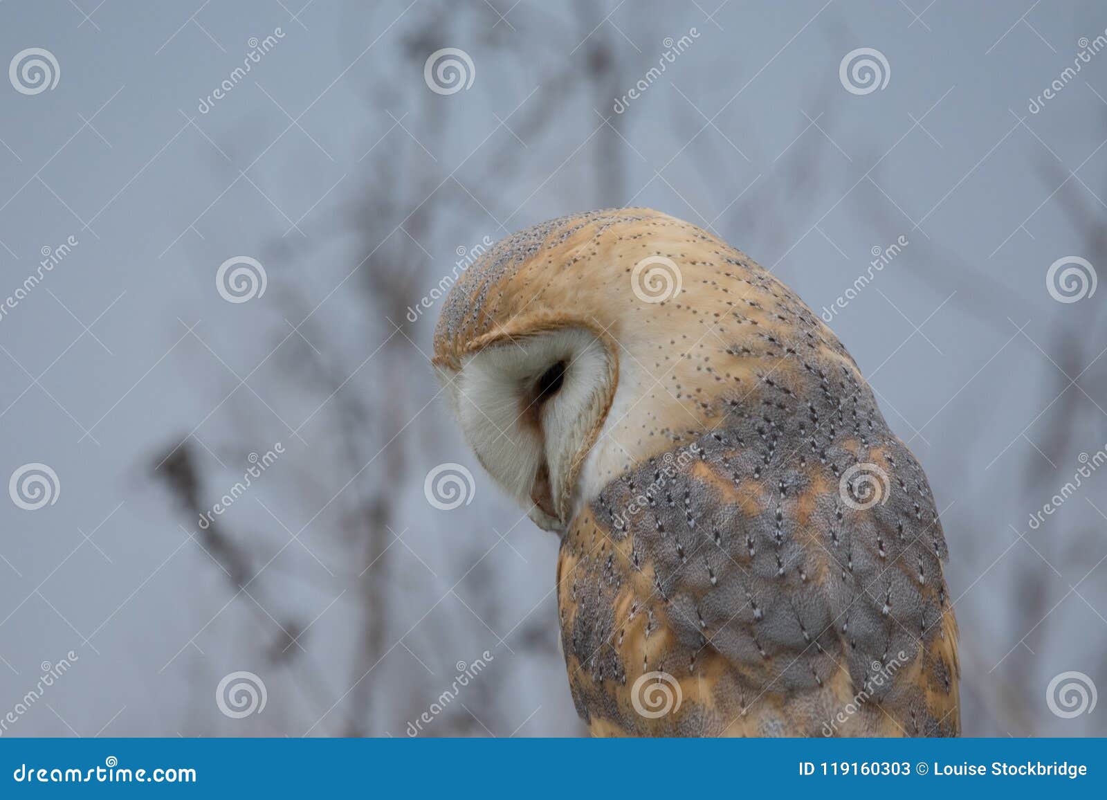 Barn Owl Wild Bird of Prey the Barn Owl Stock Image - Image of dusk ...