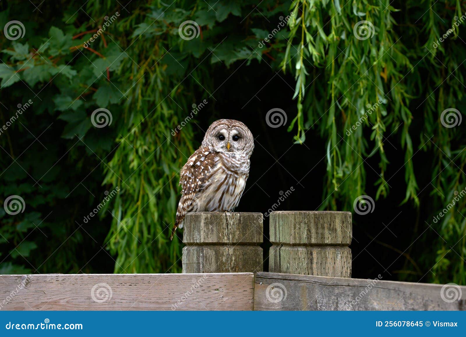 Wild Barred Owl on a Fence Post Stock Image - Image of copy, night ...